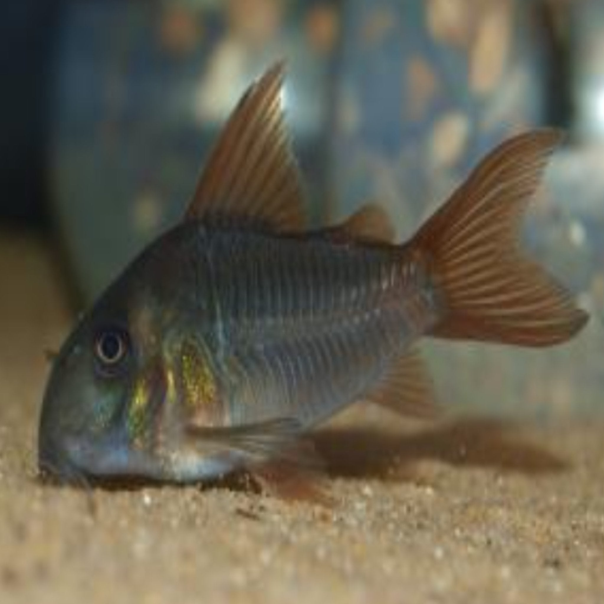 Corydoras Concolor – Nano Tanks Australia