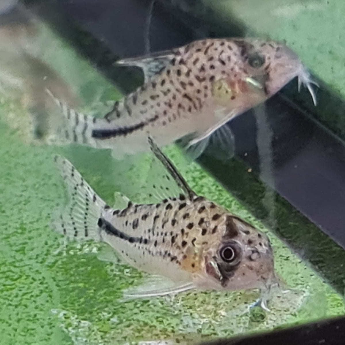 Corydoras spp. C91 – Nano Tanks Australia Aquarium Shop