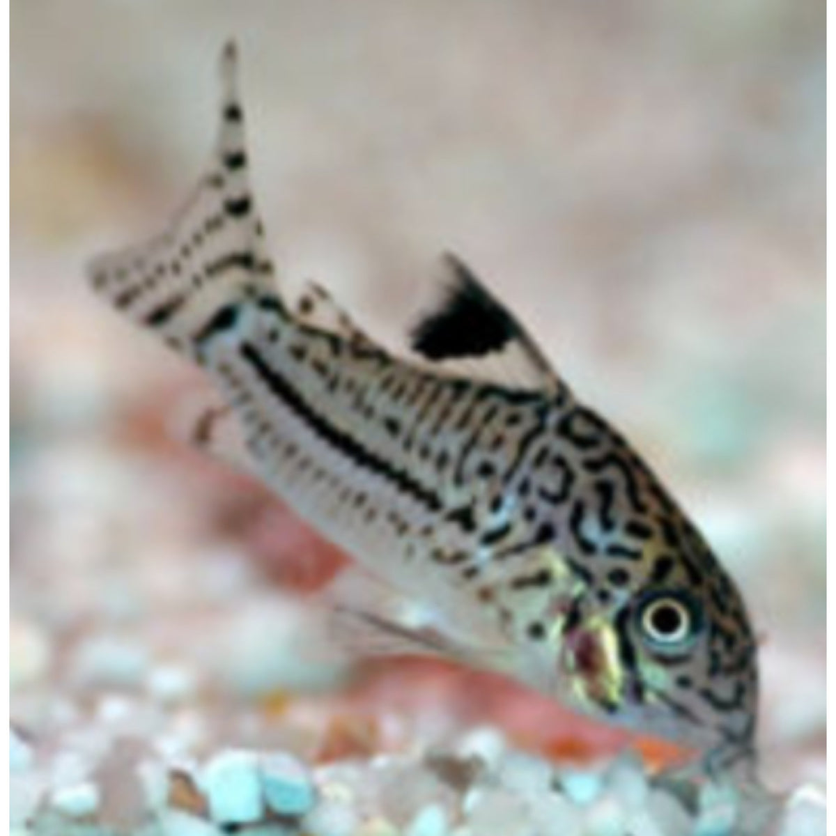 Corydoras trilineatus Three stripe Corydoras – Nano Tanks Australia ...