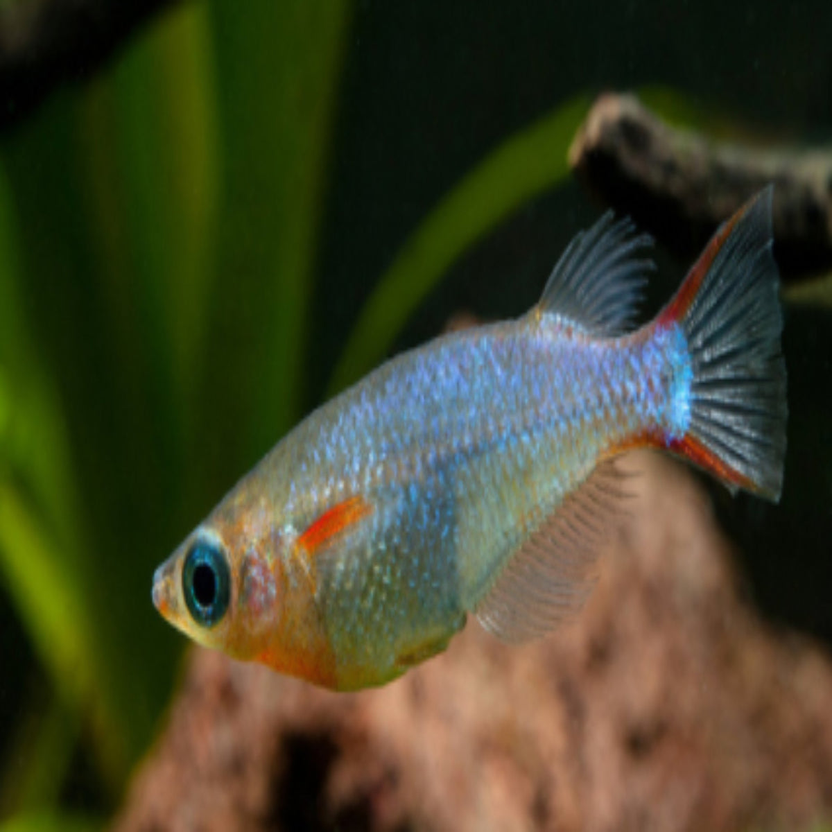 Daisy Neon Blue Rice Fish Medaka 2-4cm – Nano Tanks Australia