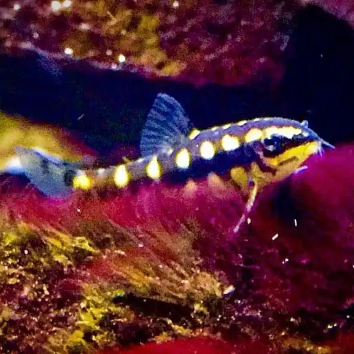 Dwarf Chain Loaches Sidthimunki 8-10cm – Nano Tanks Australia