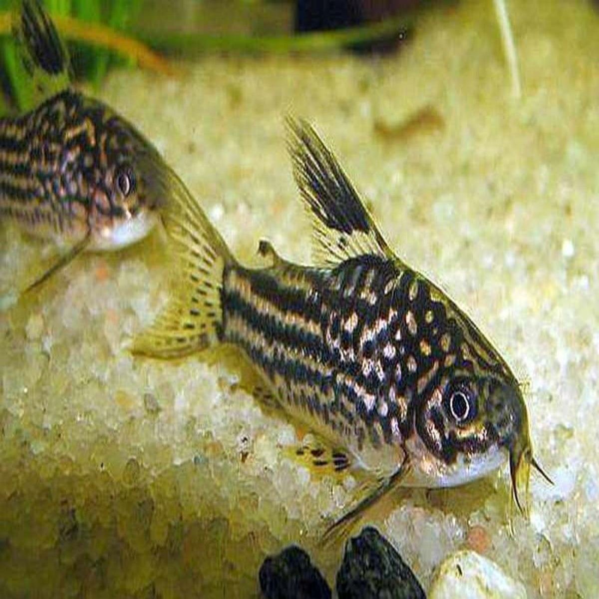 Elegant Corydoras (Corydoras elegans) 3cm – Nano Tanks Australia