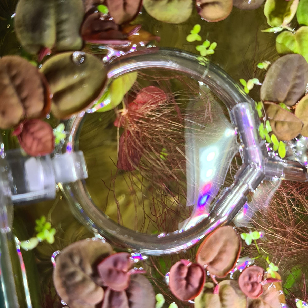 Feeding Portals for shrimps and small fish – Nano Tanks Australia