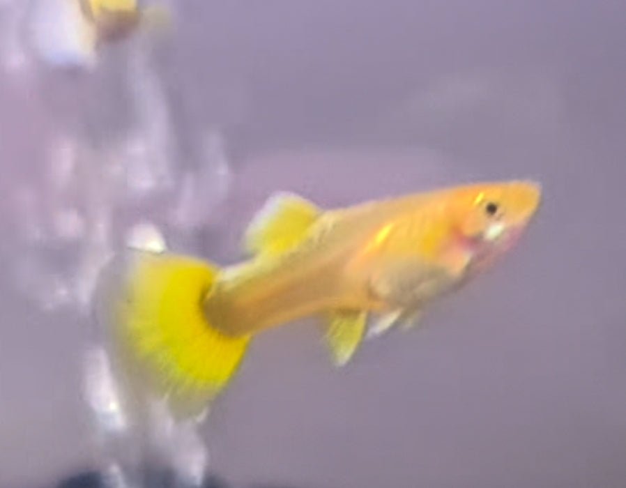 Full Gold Guppy – Nano Tanks Australia Aquarium Shop