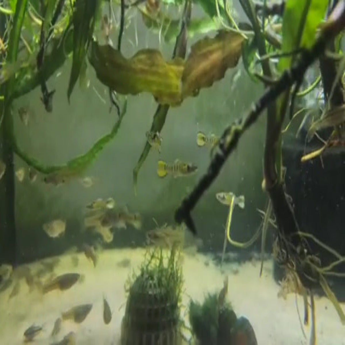 Endler - Gold / Green Tiger (Poecillia wingei) 3-5cm – Nano Tanks ...