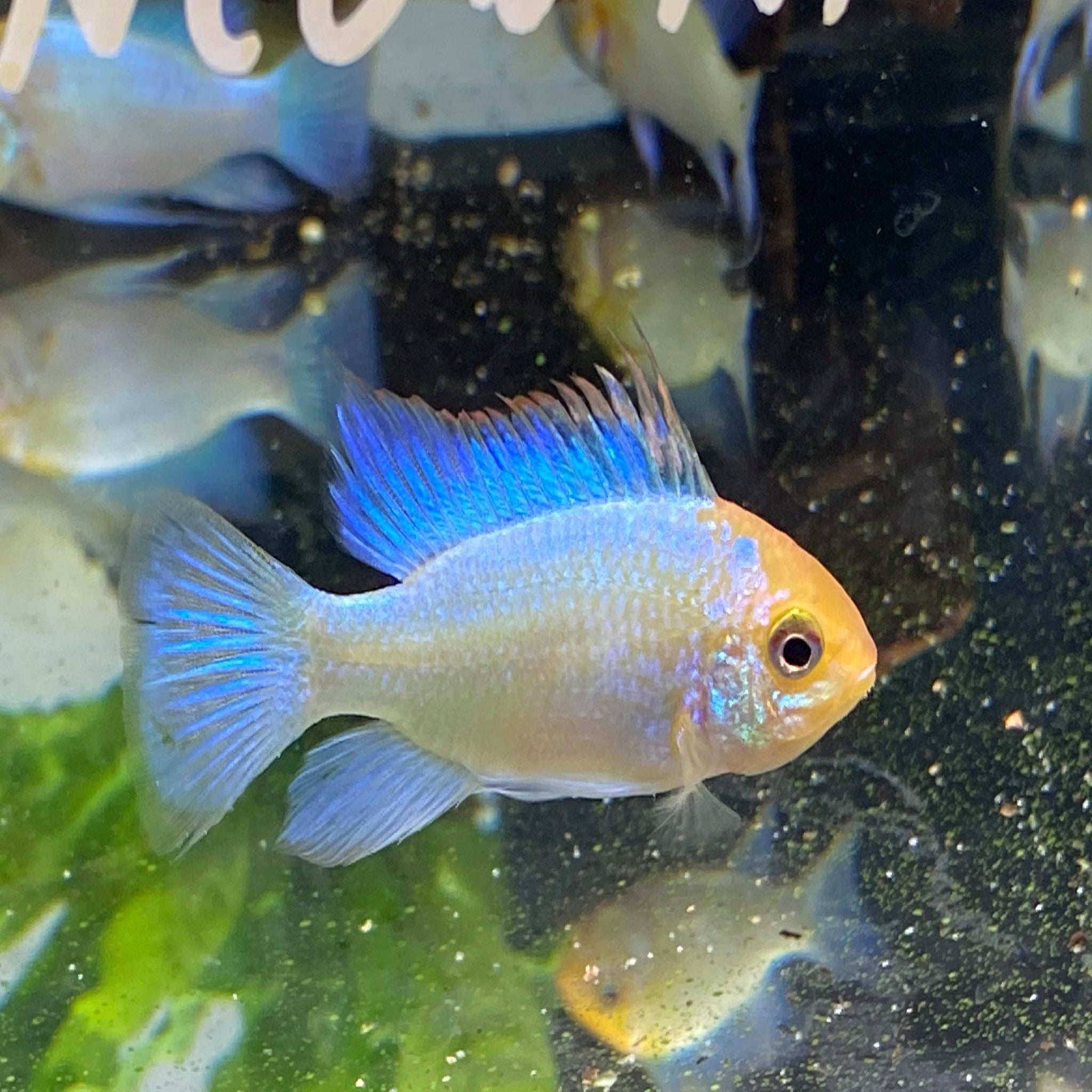 Freshwater Rams Gold Head Electric Blue Ram Mikrogeophagus Ramirezi Freshwater Rams Gold Head Electric Blue Ram Mikrogeophagus Ramirezi