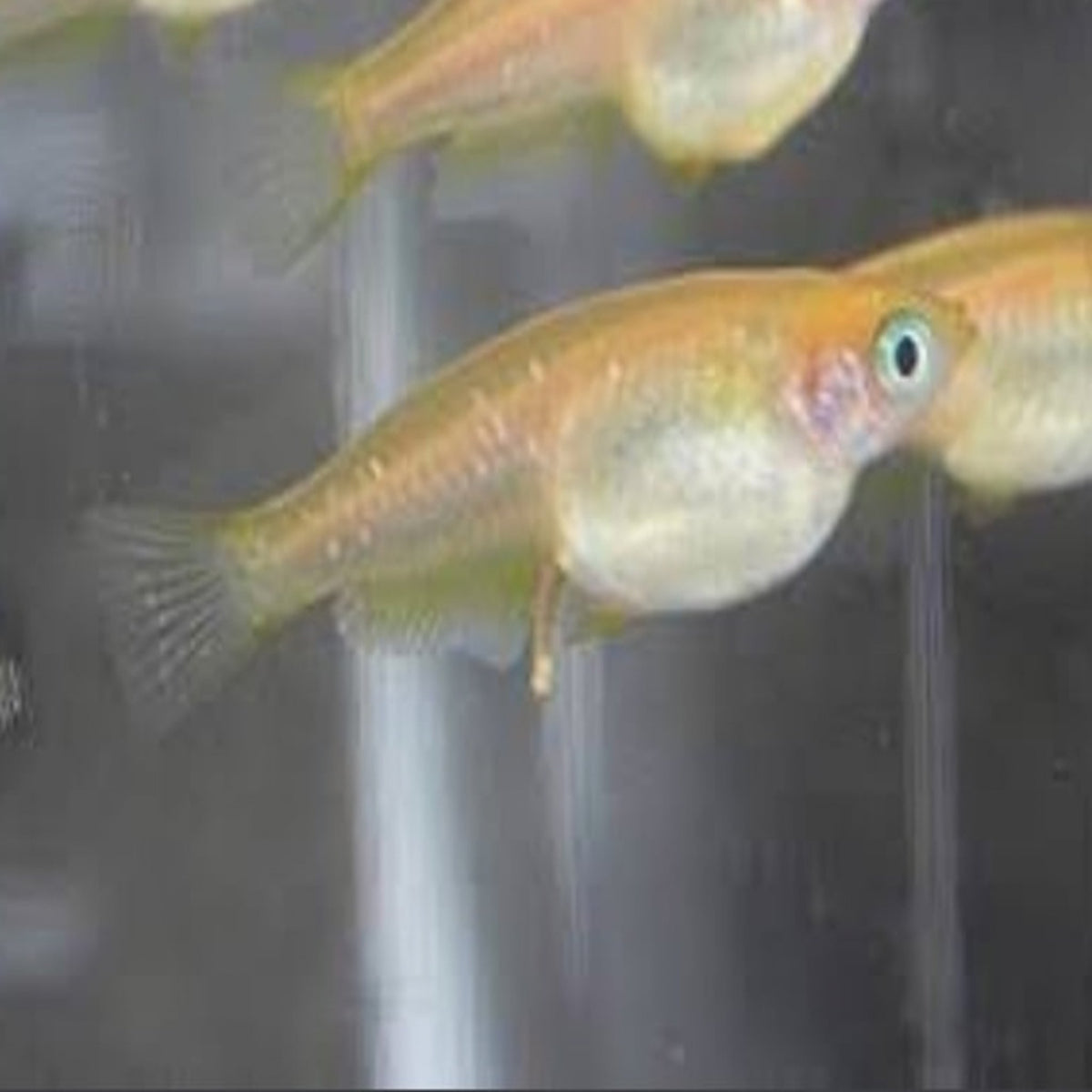 Gold Medaka – Nano Tanks Australia