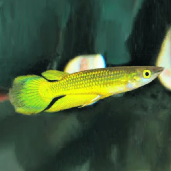 Gold Panchax Aplocheilus lineatus – Nano Tanks Australia Aquarium Shop