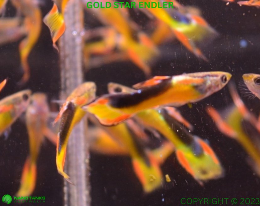 Gold Star Endler Males – Nano Tanks Australia Aquarium Shop