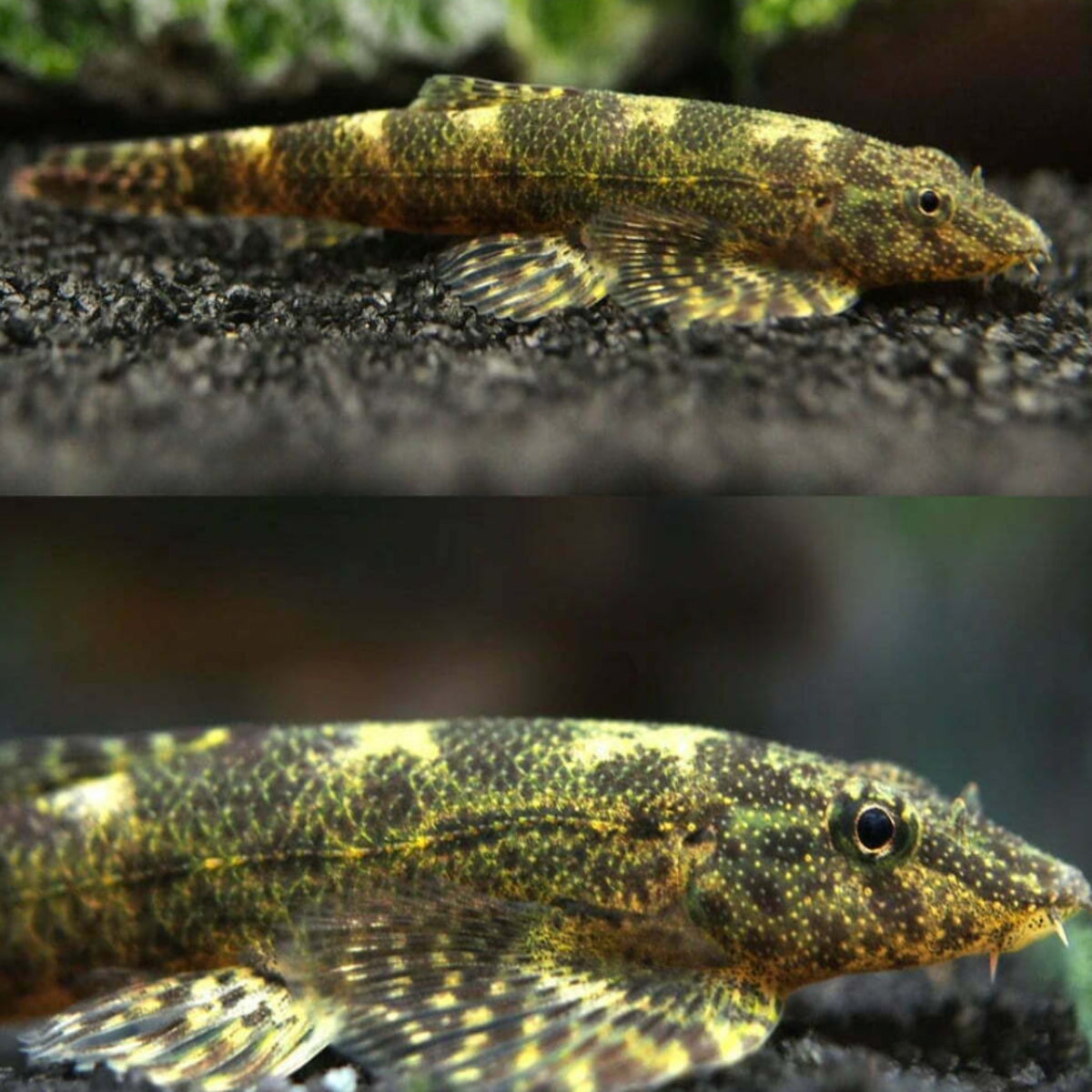 Green Lizard Loach, Gecko Loach , Aligator Hillstream Loach (Homalopte ...