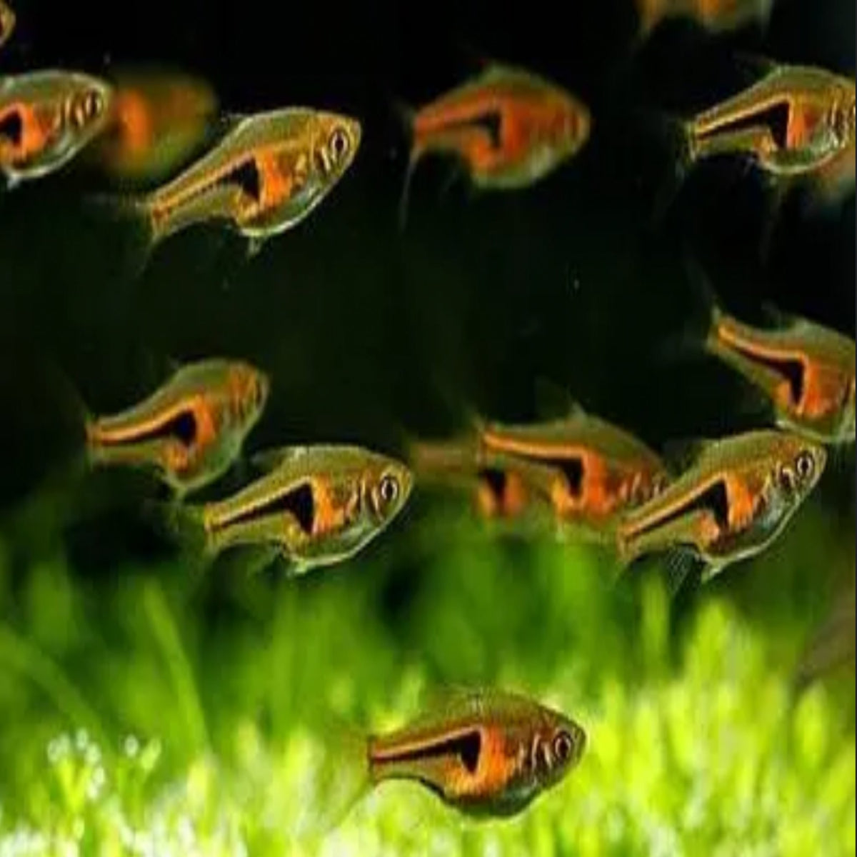 Hengeli Rasbora – Nano Tanks Australia Aquarium Shop