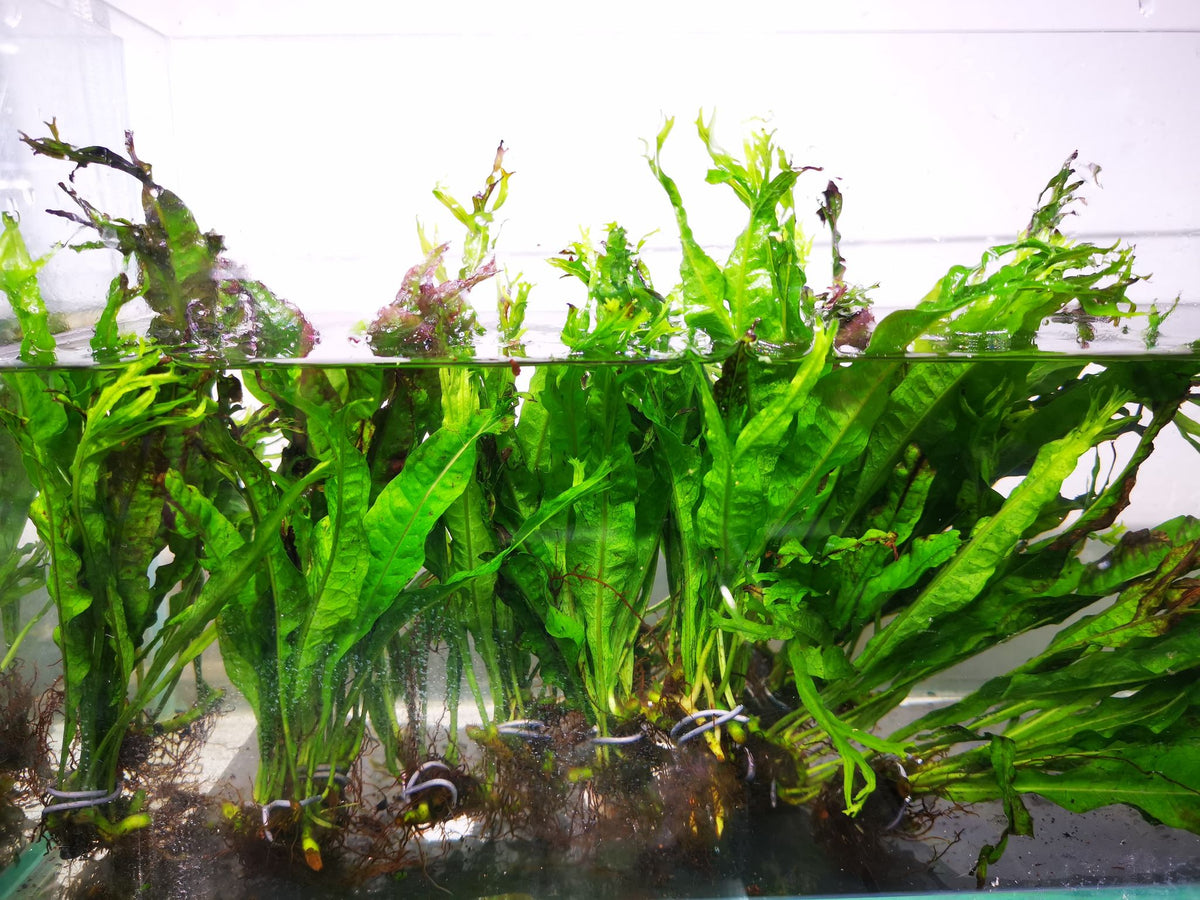 Java Fern Windelov Crested in terracotta pots – Nano Tanks Australia ...