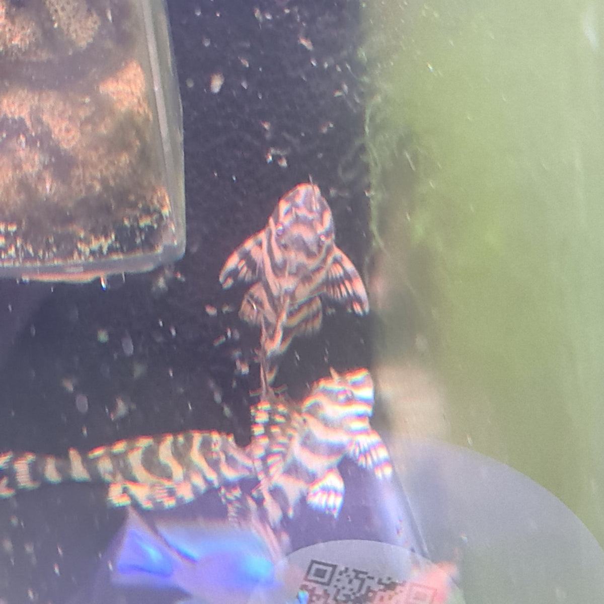 L134 Leopard Frog Pleco 6cm – Nano Tanks Australia