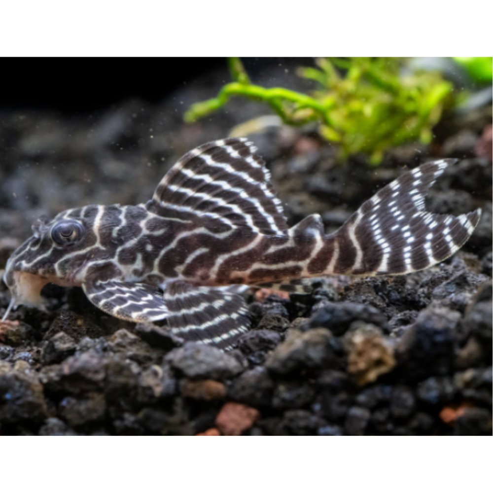 L333 KING TIGER PLECO (SIZE 3CM) – Nano Tanks Australia Aquarium Shop