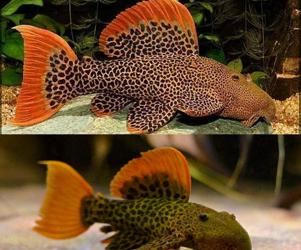 leopard catfish aquarium