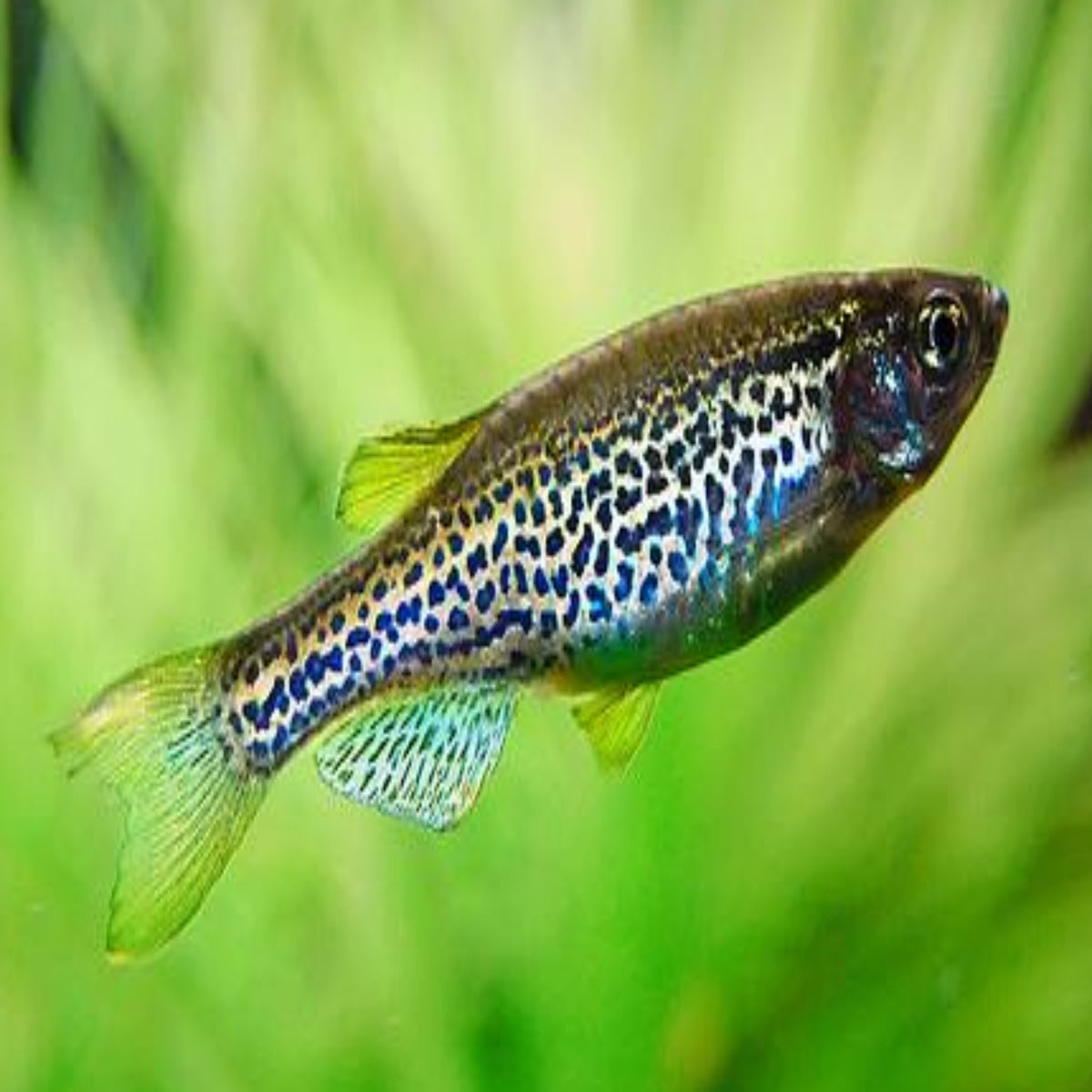 Leopard Danios 3.5cm – Nano Tanks Australia Aquarium Shop