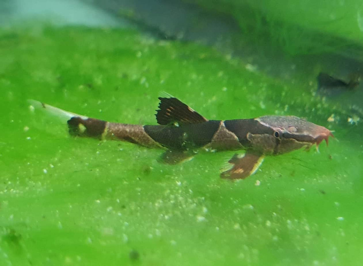 Lizard Fish 6-8cm – Nano Tanks Australia