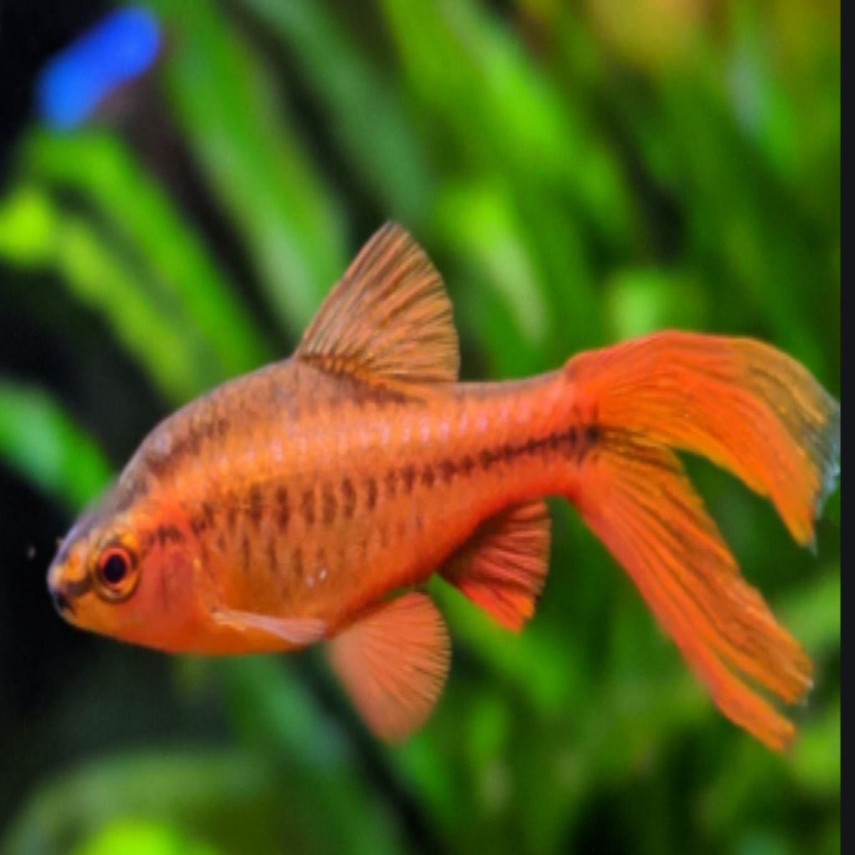Longfin Cherry Barb – Nano Tanks Australia Aquarium Shop