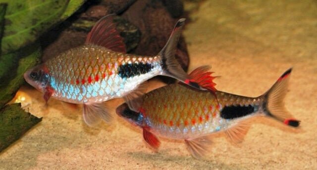 Mascara Barb (6cm) RARE – Nano Tanks Australia Aquarium Shop