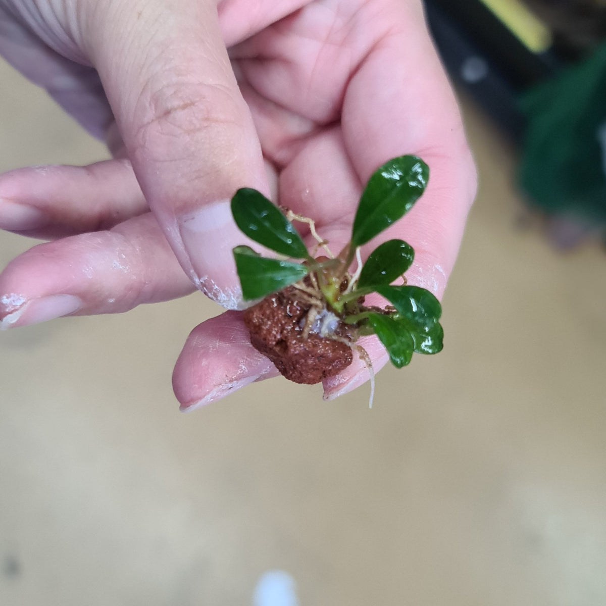 Mini Bucephalandra on Red Lava – Nano Tanks Australia