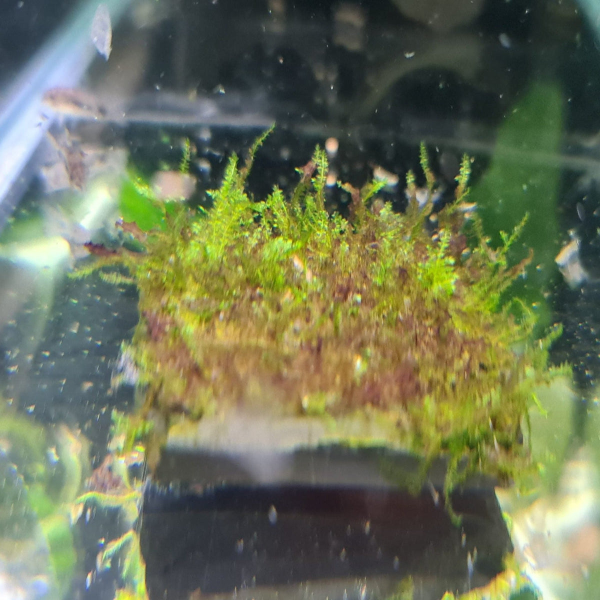 Mini Taiwan Moss on a slate – Nano Tanks Australia