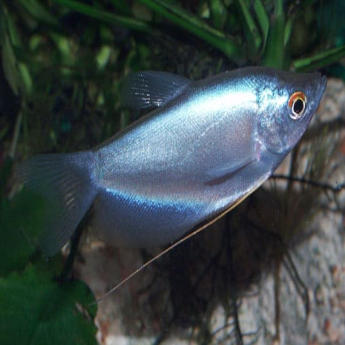 Moonlight Gourami Trichogaster microlepis – Nano Tanks Australia ...