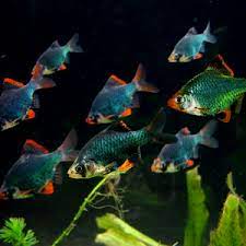 Moss Green Tiger Barb – Nano Tanks Australia Aquarium Shop