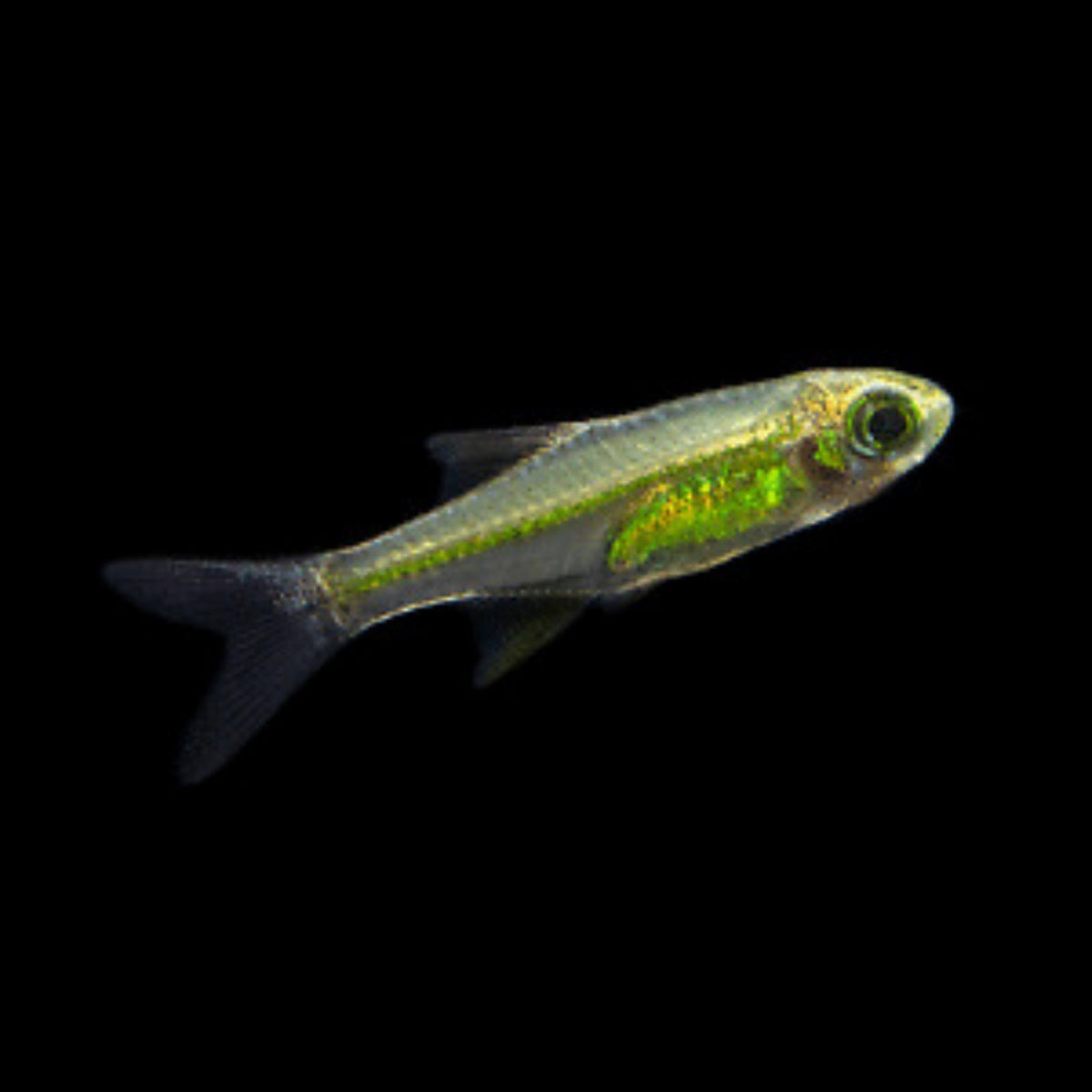 Neon Green Rasbora 2cm (Microdevario Kubotai) – Nano Tanks Australia