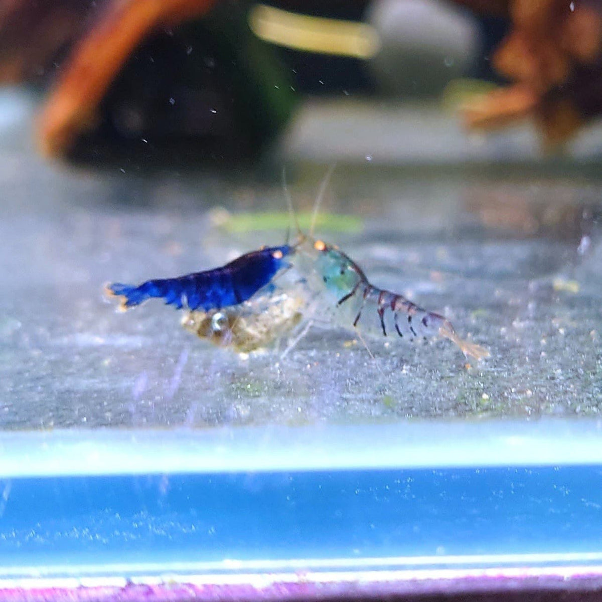 Orange Eye Tiger Shrimp (OEBT) – Nano Tanks Australia