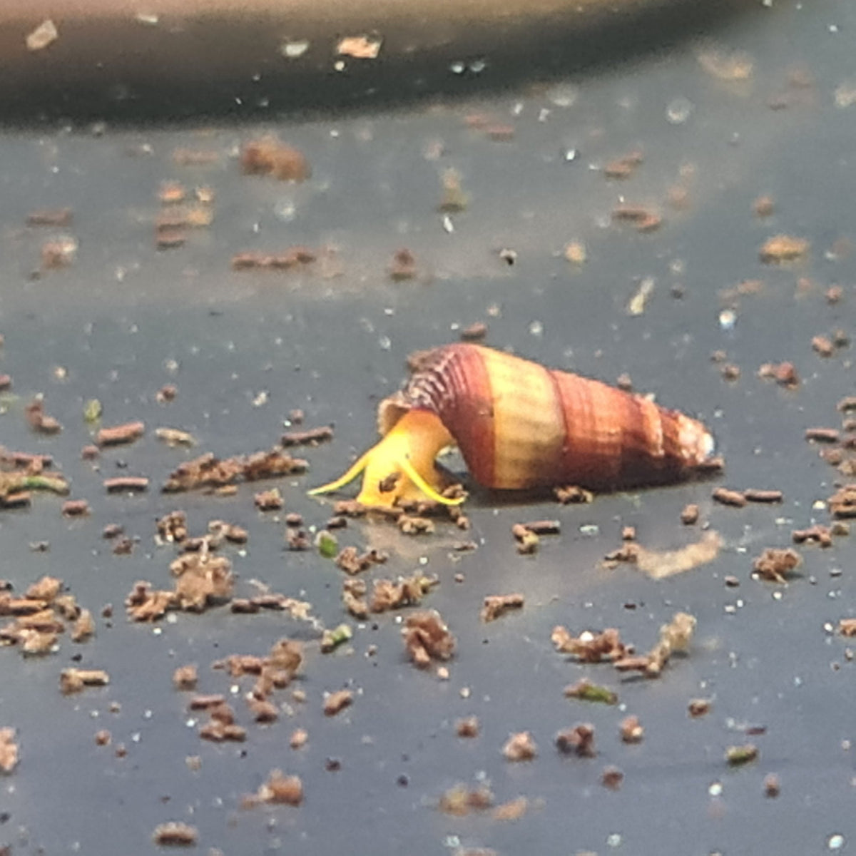 Orange Poso Rabbit Snail – Nano Tanks Australia Aquarium Shop