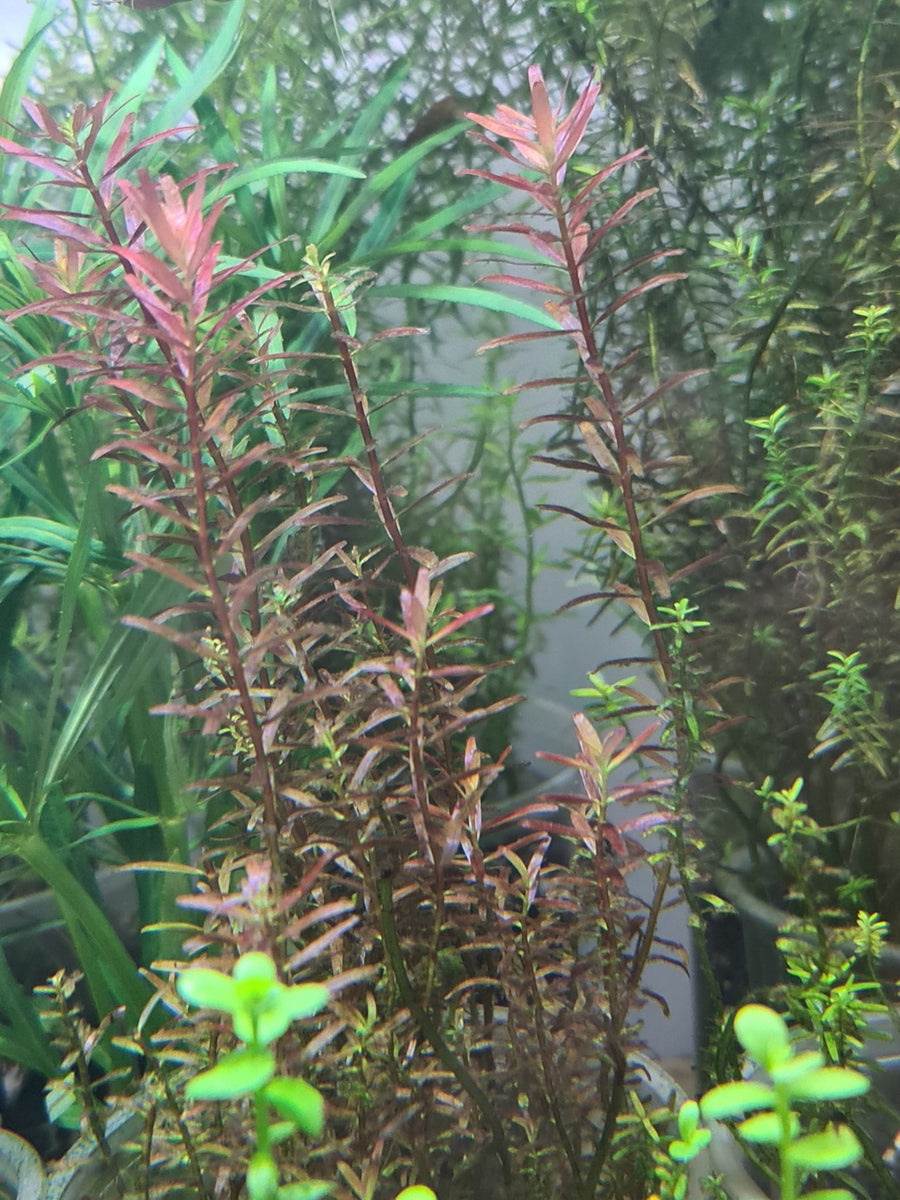 Pink Baby Tears 5 stems 10cm – Nano Tanks Australia Aquarium Shop