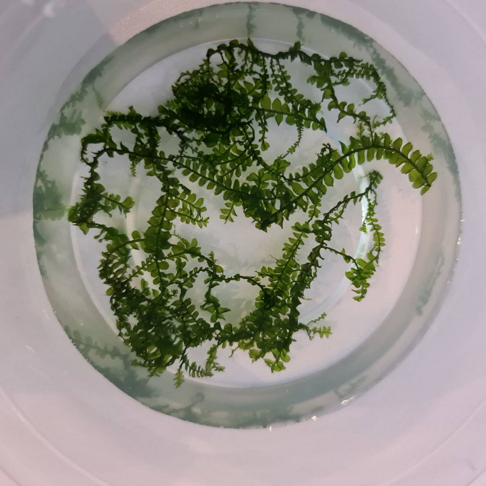 Plagiochilaceae "Cameroon" Moss – Nano Tanks Australia Aquarium Shop