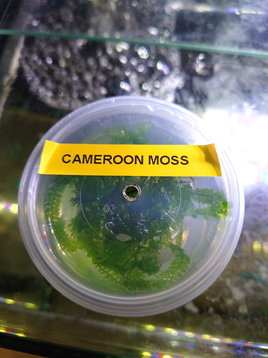 Plagiochilaceae "Cameroon" Moss – Nano Tanks Australia Aquarium Shop