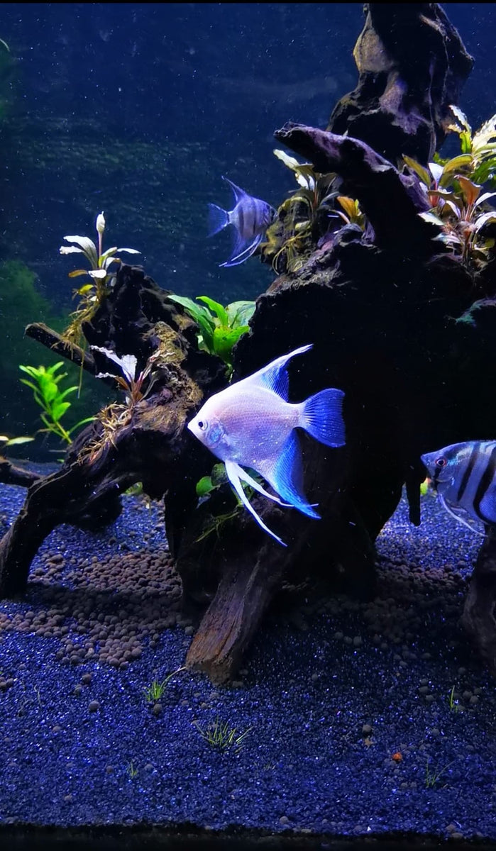 Platinum Philippine Blue Angelfish – Nano Tanks Australia Aquarium Shop