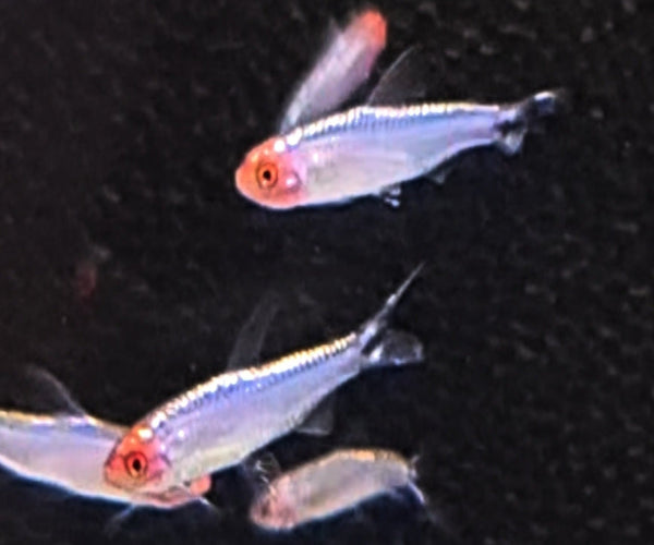 rummy nose tetra temperature