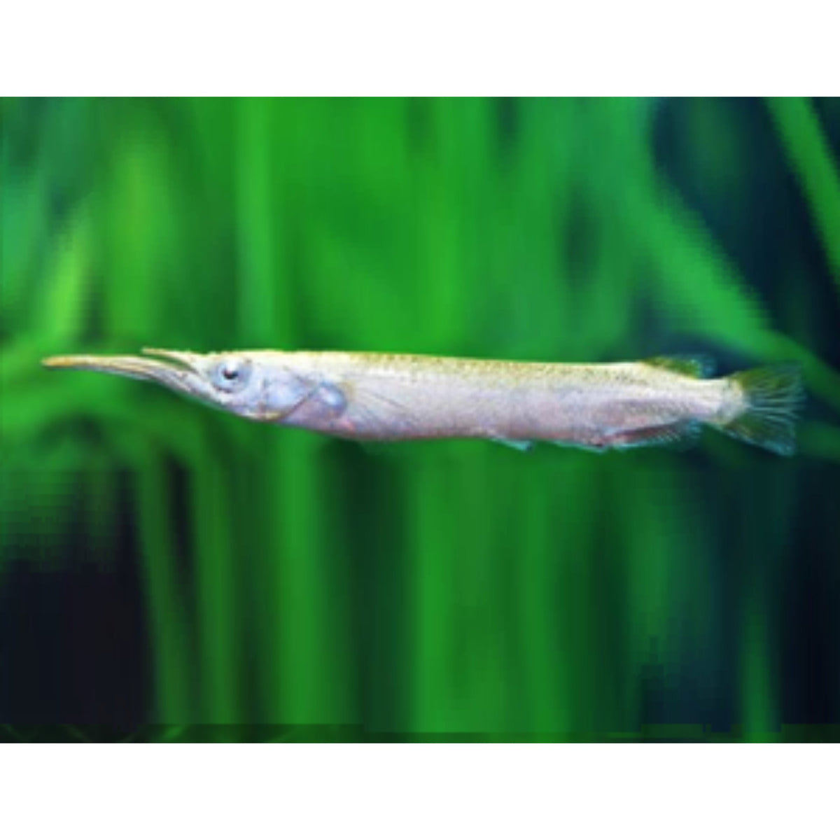 Platinum Wrestling Half Beaks halfbeak – Nano Tanks Australia