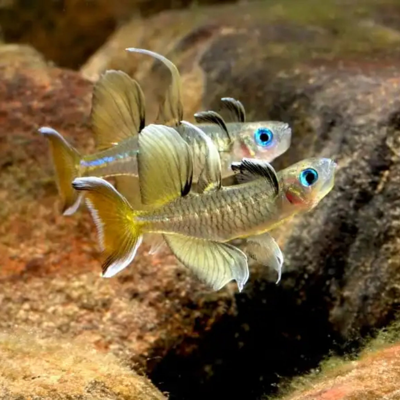 Pseudomugil Signifer Pacific Blue Eyes – Nano Tanks Australia Aquarium Shop