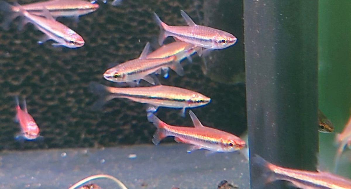 Red Pencilfish (Nannostomus beckfordi) – Nano Tanks Australia Aquarium Shop