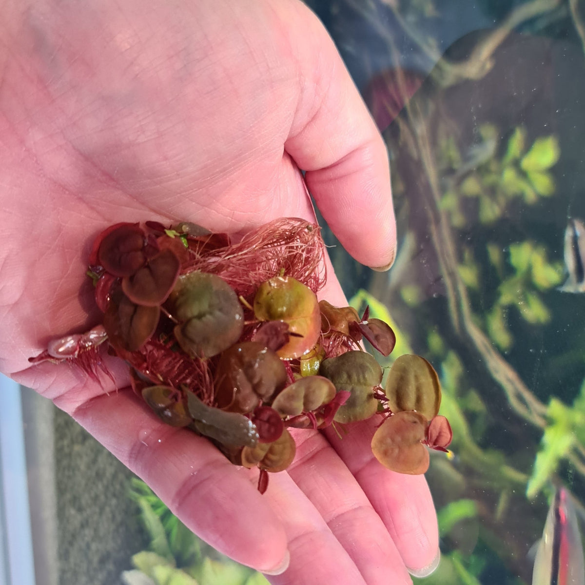 Red Root Floaters – Nano Tanks Australia