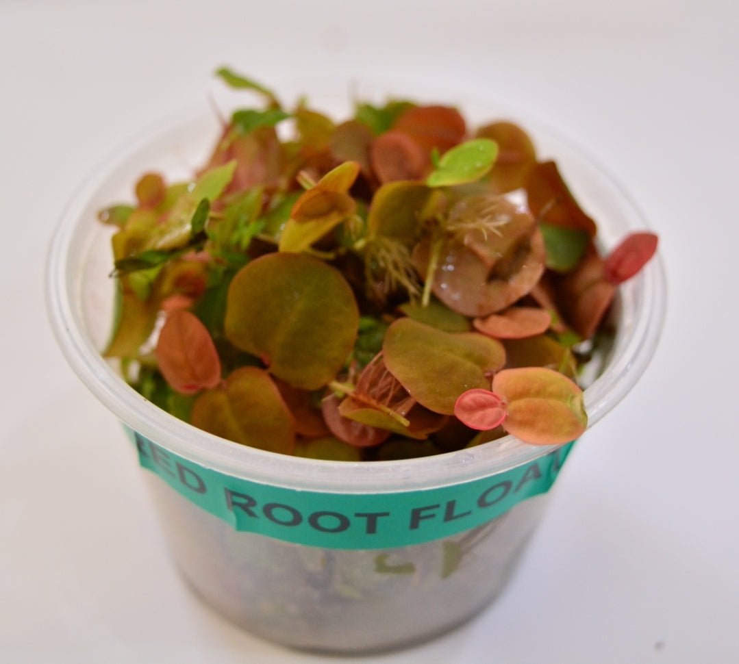 Red Root Floaters – Nano Tanks Australia