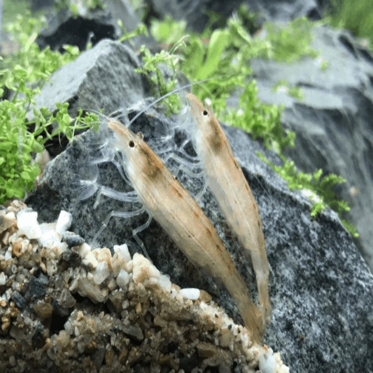 Riffle Shrimps 3-7cm – Nano Tanks Australia