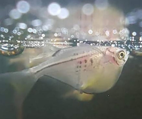 silver hatchetfish temperature