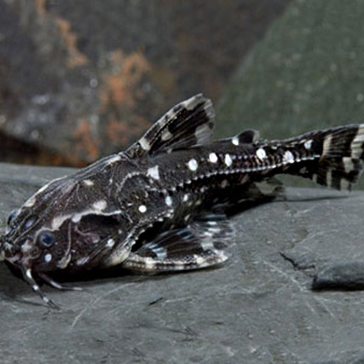 SPOTTED RAPHAEL CAT FISH 4-5cm – Nano Tanks Australia