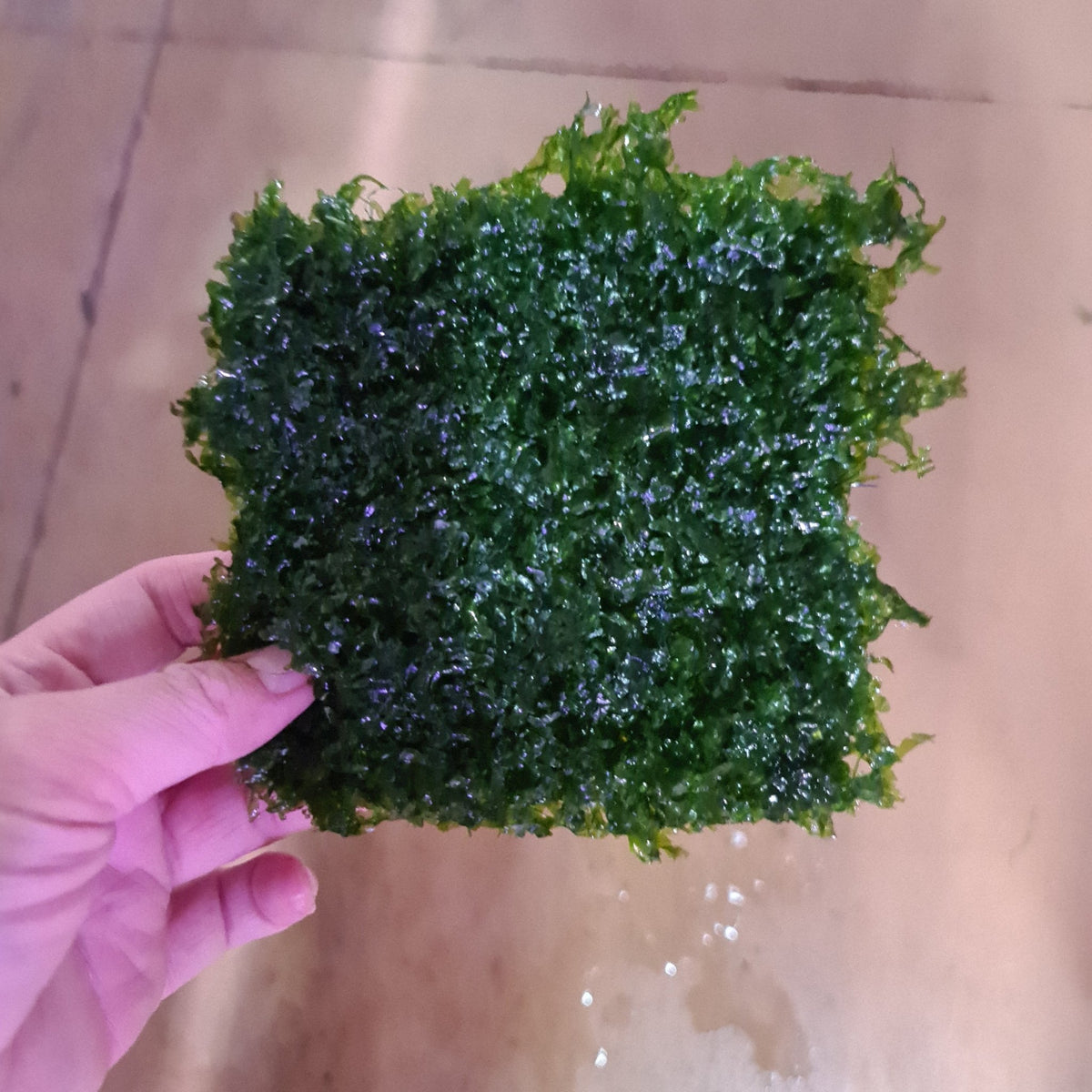 Subwassertang On Steel Mesh Plate – Nano Tanks Australia Aquarium Shop