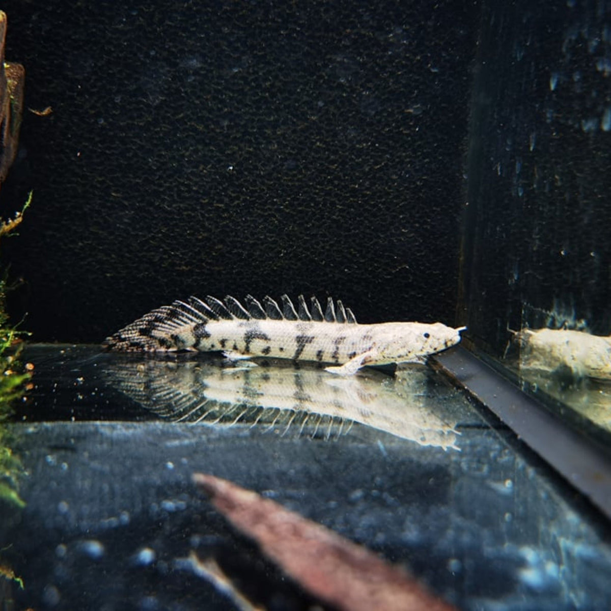 Tiger Bichir – Nano Tanks Australia