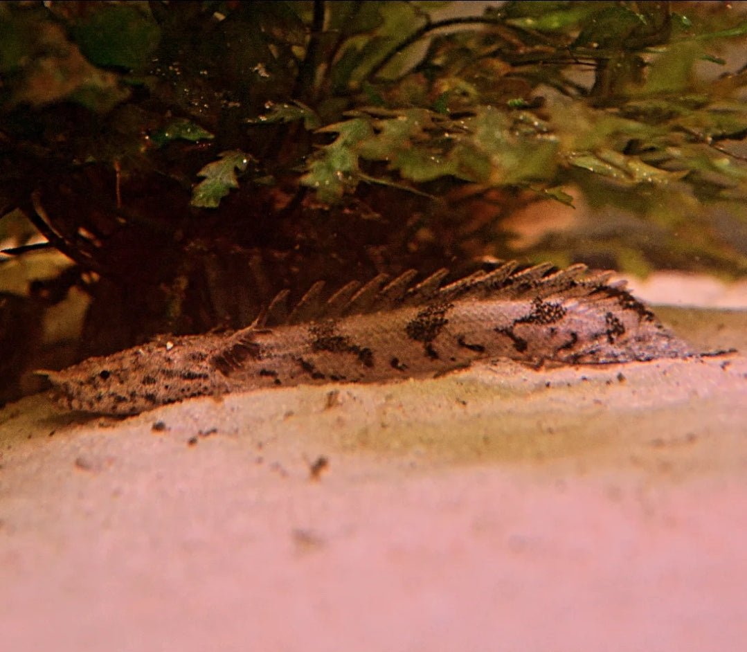 Tiger Bichir – Nano Tanks Australia
