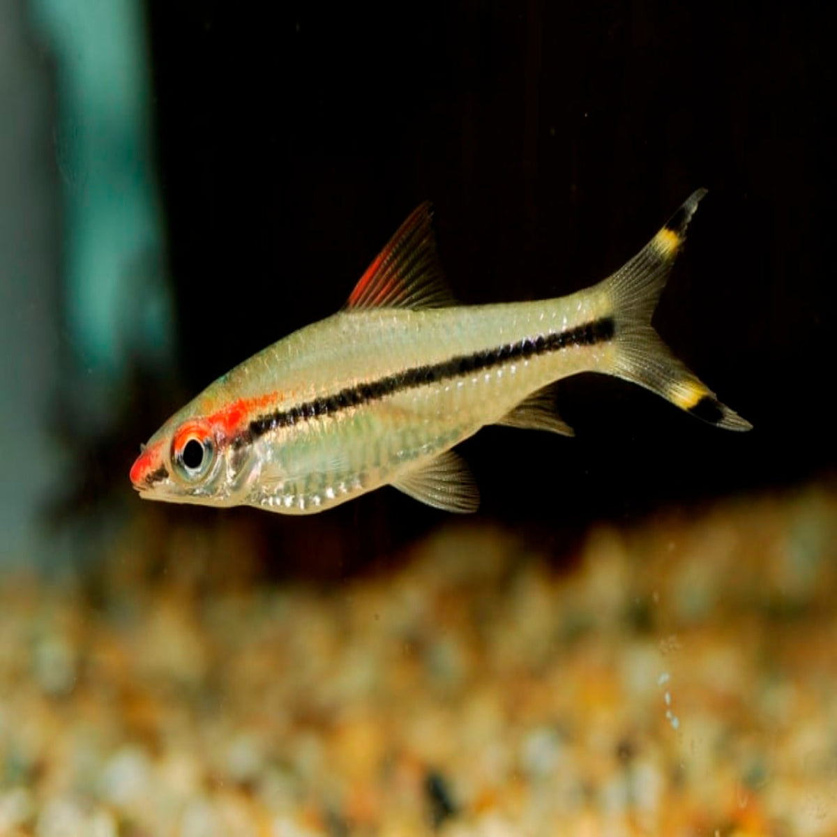 Torpedo Barb 3.5cm (Sahyadria denisonii) – Nano Tanks Australia ...