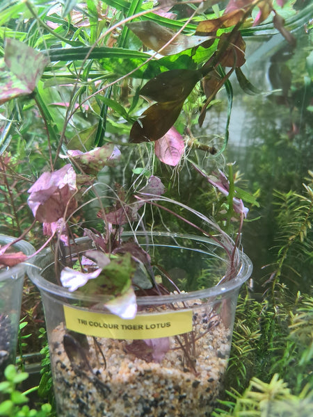 Tri Colour Lotus – Nano Tanks Australia Aquarium Shop