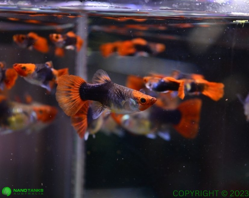 Tuxedo Koi Short Body Guppy Males and Females – Nano Tanks Australia ...