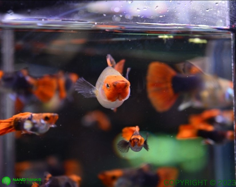 Tuxedo Koi Short Body Guppy Males and Females – Nano Tanks Australia ...
